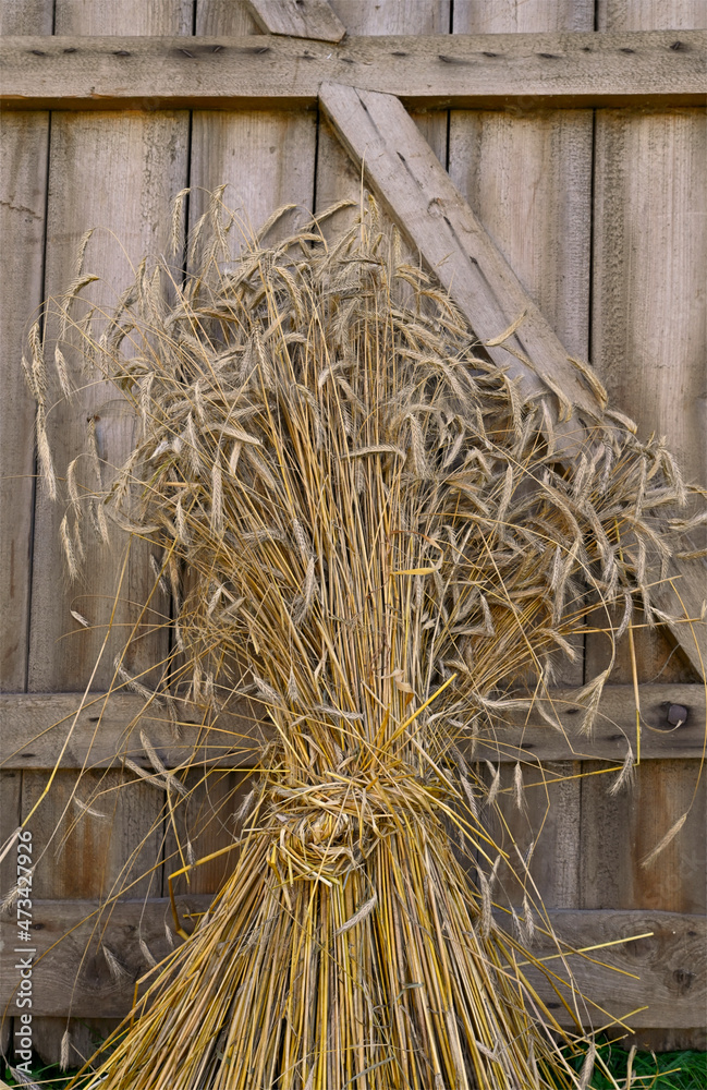 Natural dried bunch of rye grains on weathered wooden barn door ...