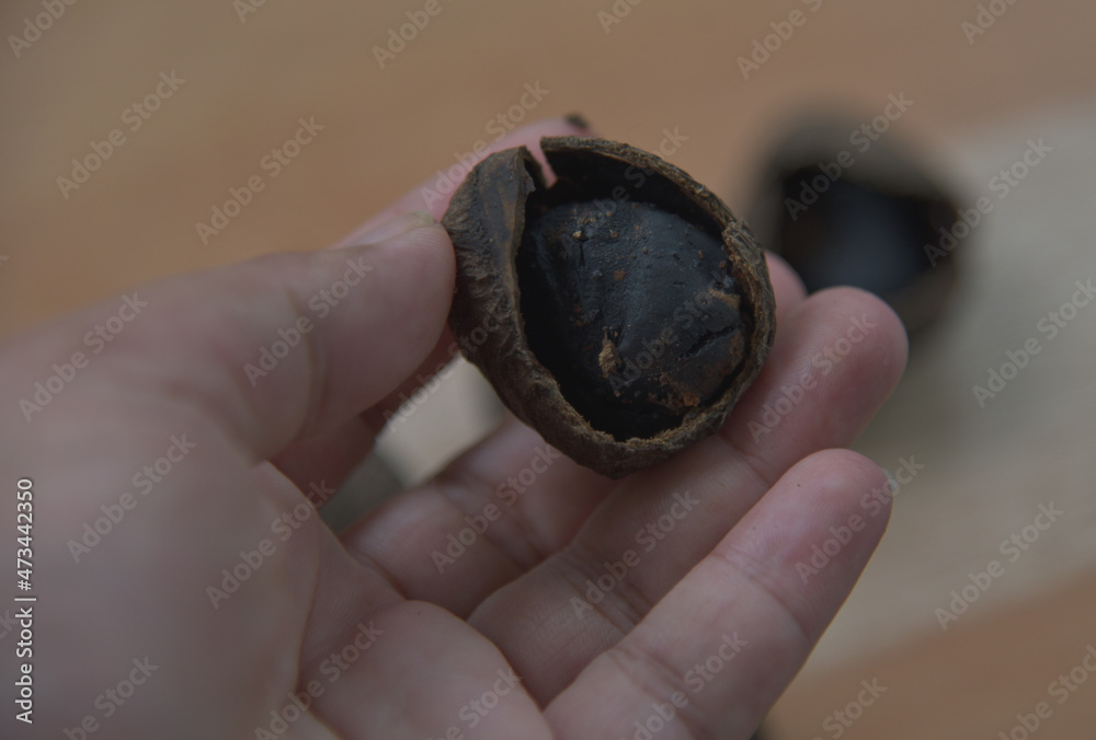 Pangium edule or Keluwak or Pucung in Indonesia language is tree native ...