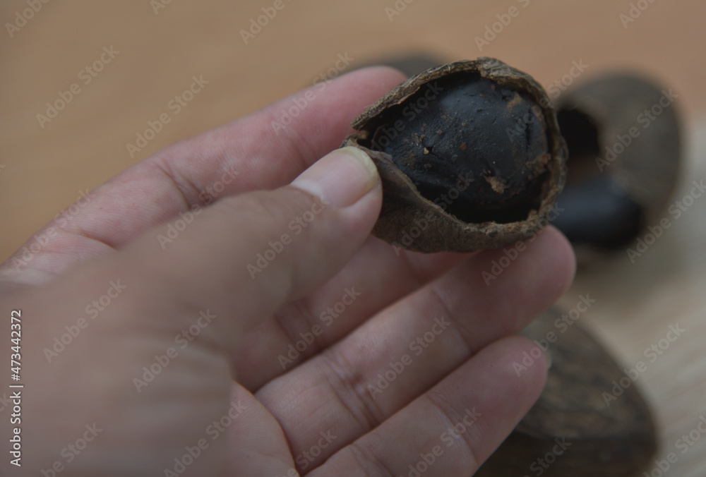 Pangium edule or Keluwak or Pucung in Indonesia language is tree native ...