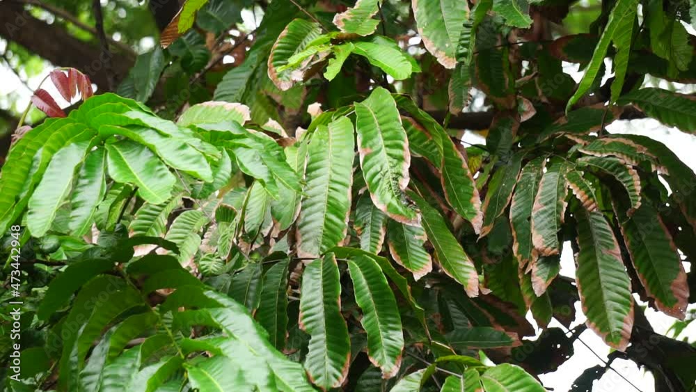 Pometia pinnata (also called matoa, taun tree, island lychee, tava ...