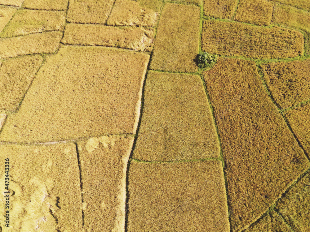 Top view harvest rice field from above with agricultural crops yellow ...