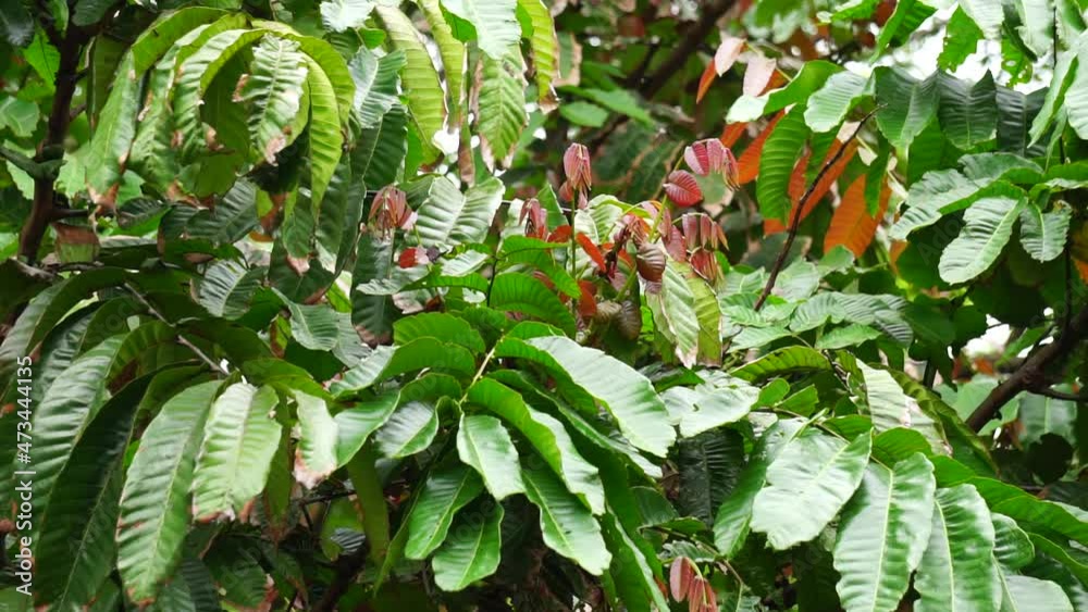 Pometia pinnata (also called matoa, taun tree, island lychee, tava ...