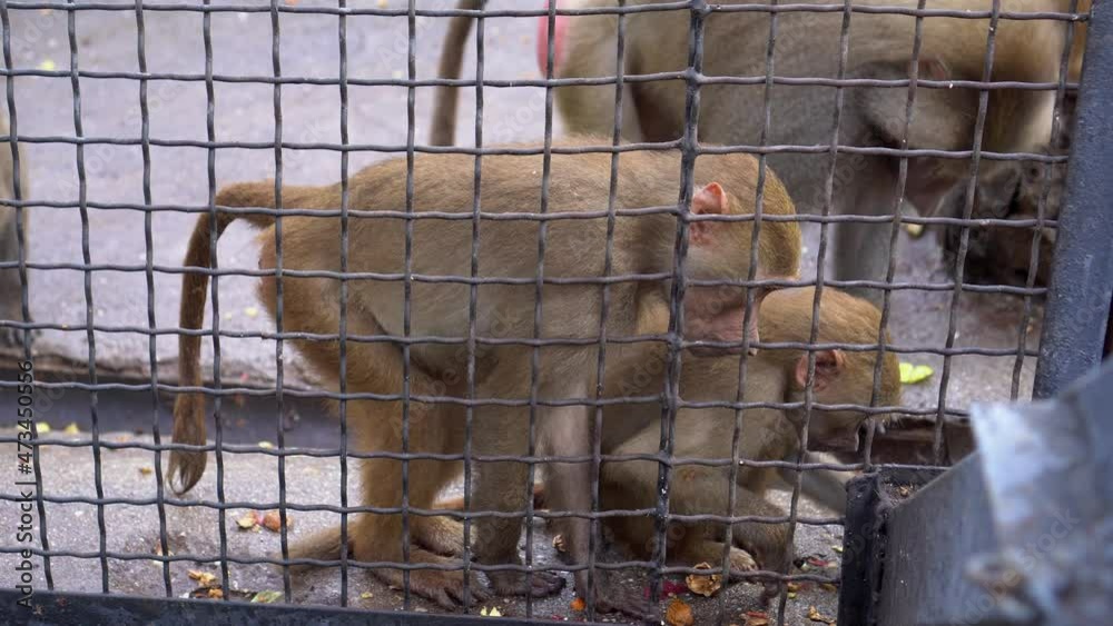 Yellow baboon monkeys in a cage eat from the hands of zoo visitors ...