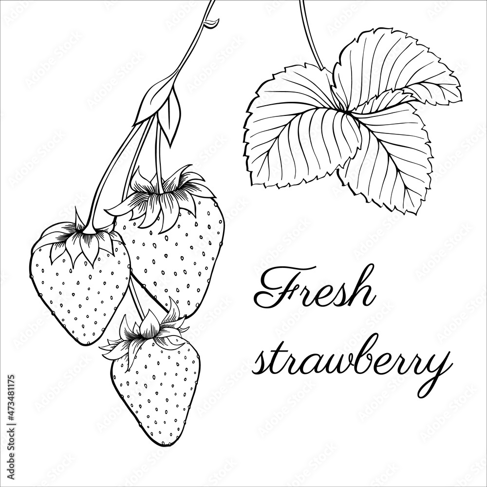 Fresh strawberries on a branch. Set of ripe berry, leaves, plant, seeds ...