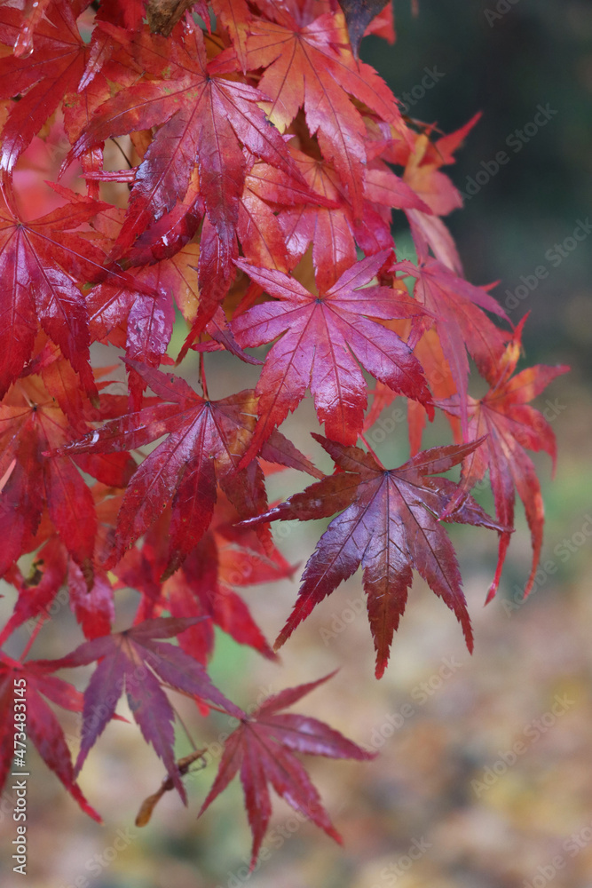 Acer palmatum "Red emperor. Red japanese maple tree with red leaves ...