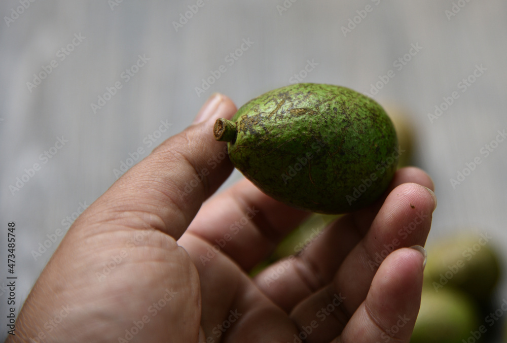 Pometia pinnata, with common names including matoa, taun tree, island ...