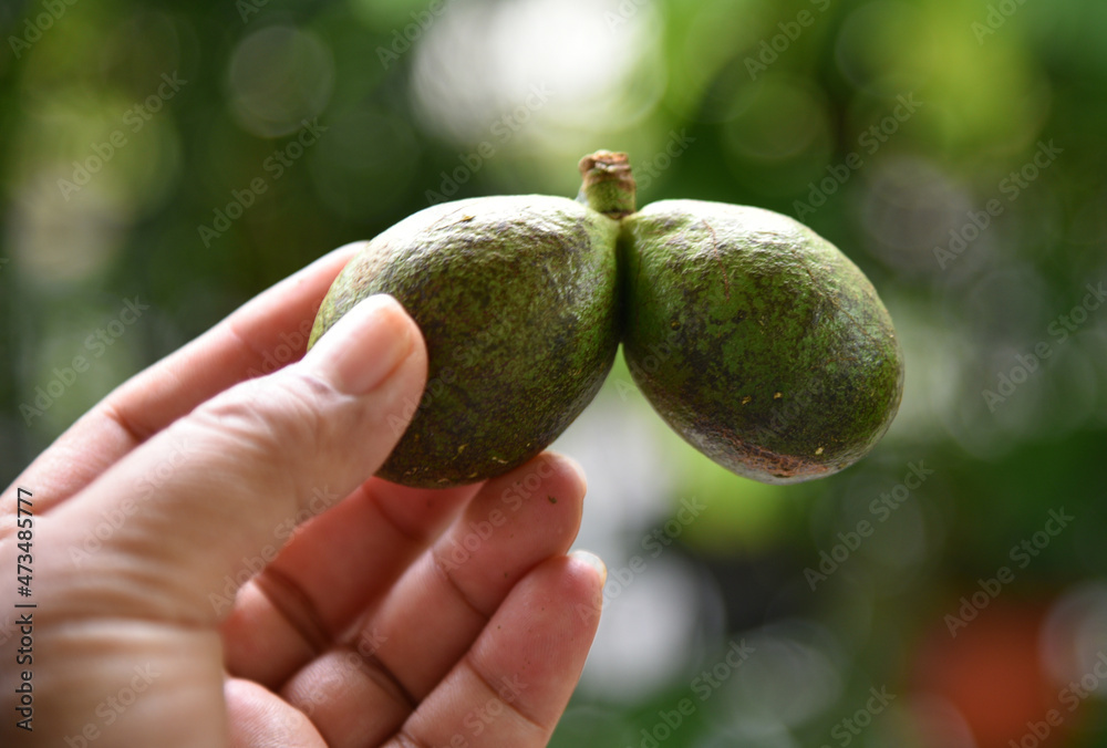Pometia pinnata, with common names including matoa, taun tree, island ...