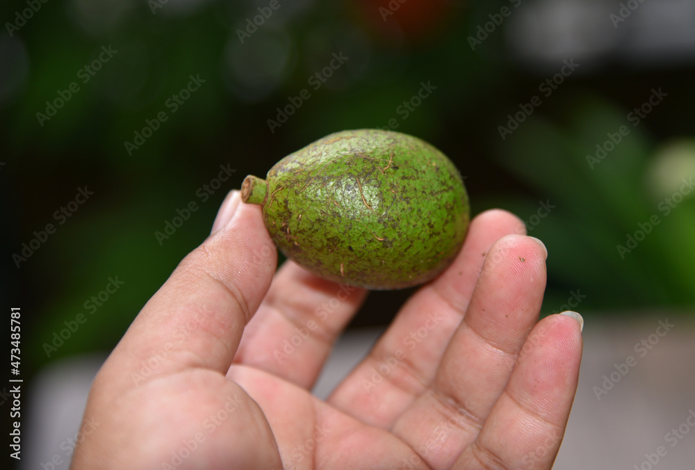 Foto de Pometia pinnata, with common names including matoa, taun tree ...