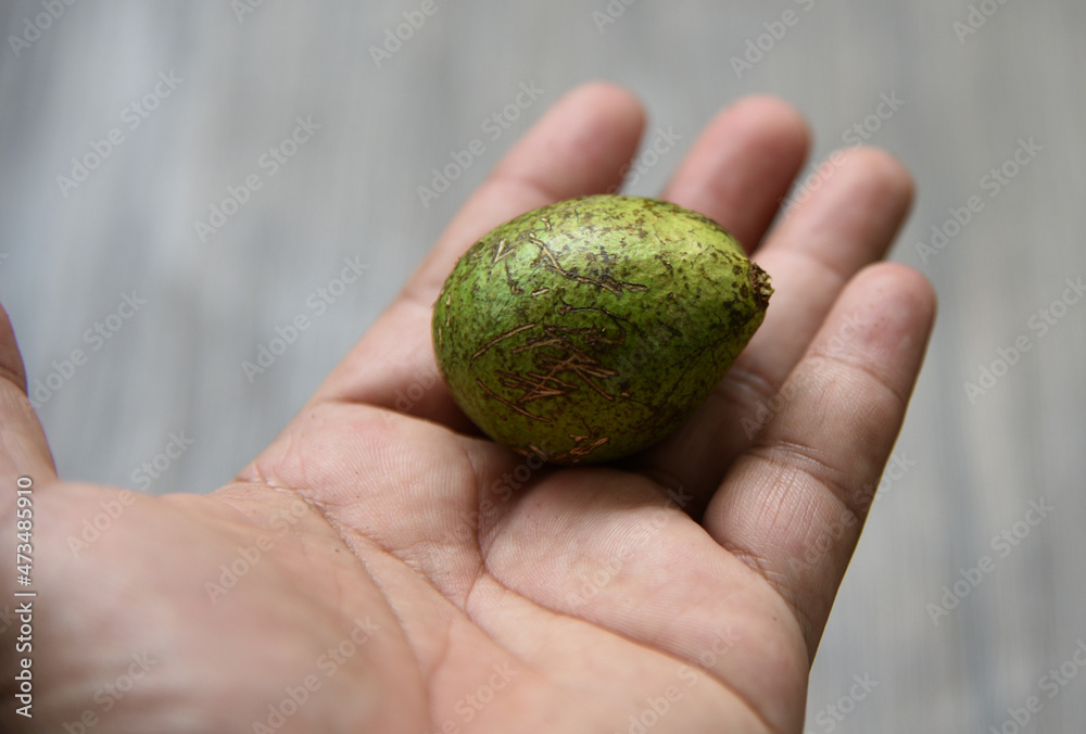 Pometia pinnata, with common names including matoa, taun tree, island ...