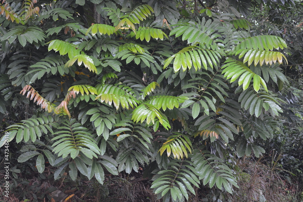 Pometia pinnata, with common names including matoa, taun tree, island ...