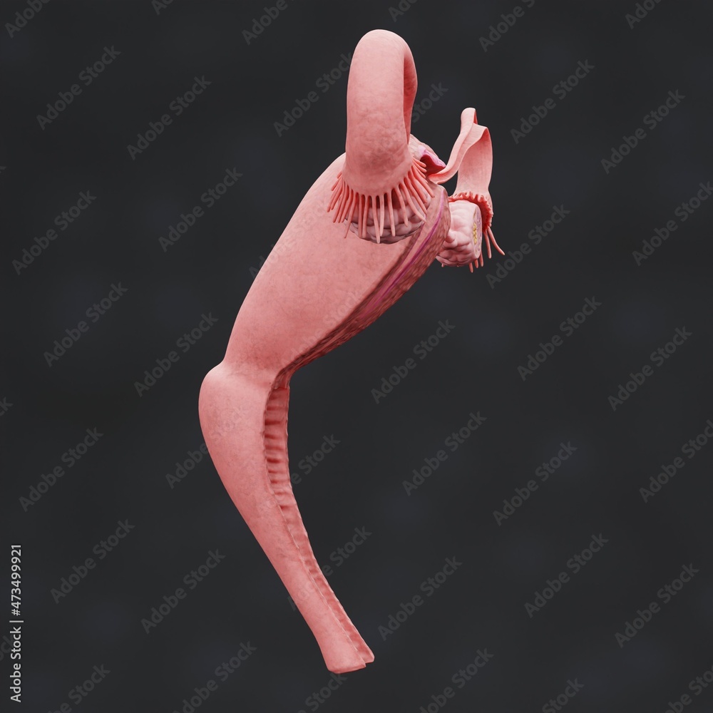 Realistic 3D Render of Female Reproductive System Stock Illustration ...