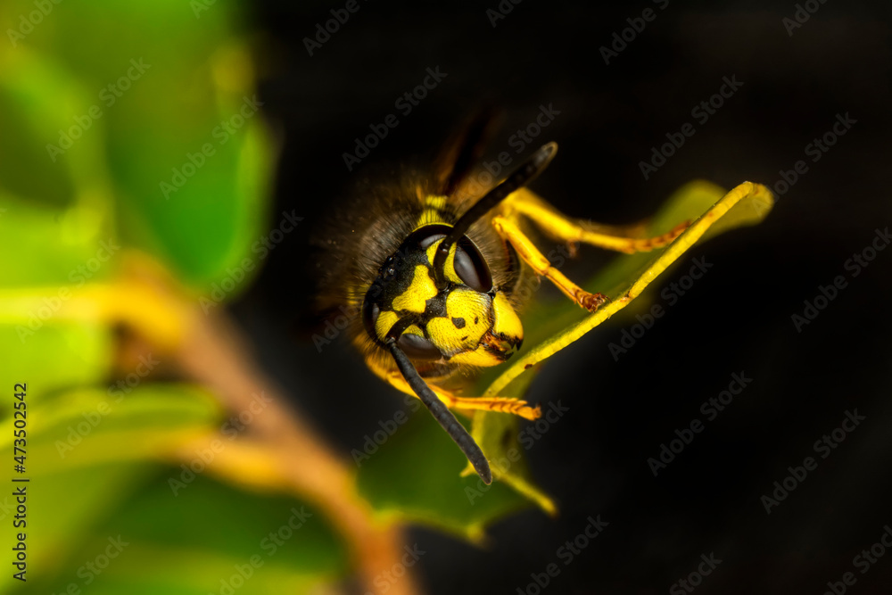 Close-up view of head of live European hornet (Vespa crabro)--the ...