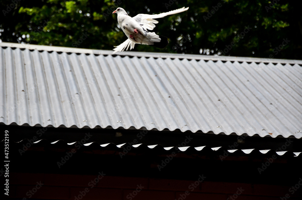 Landscape of a flying pigeon. Beautiful white domestic pigeon or dove ...