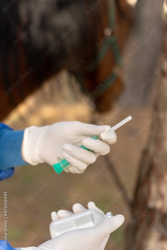 vertical detail of a veterinarian's hands with white gloves and uniform ...