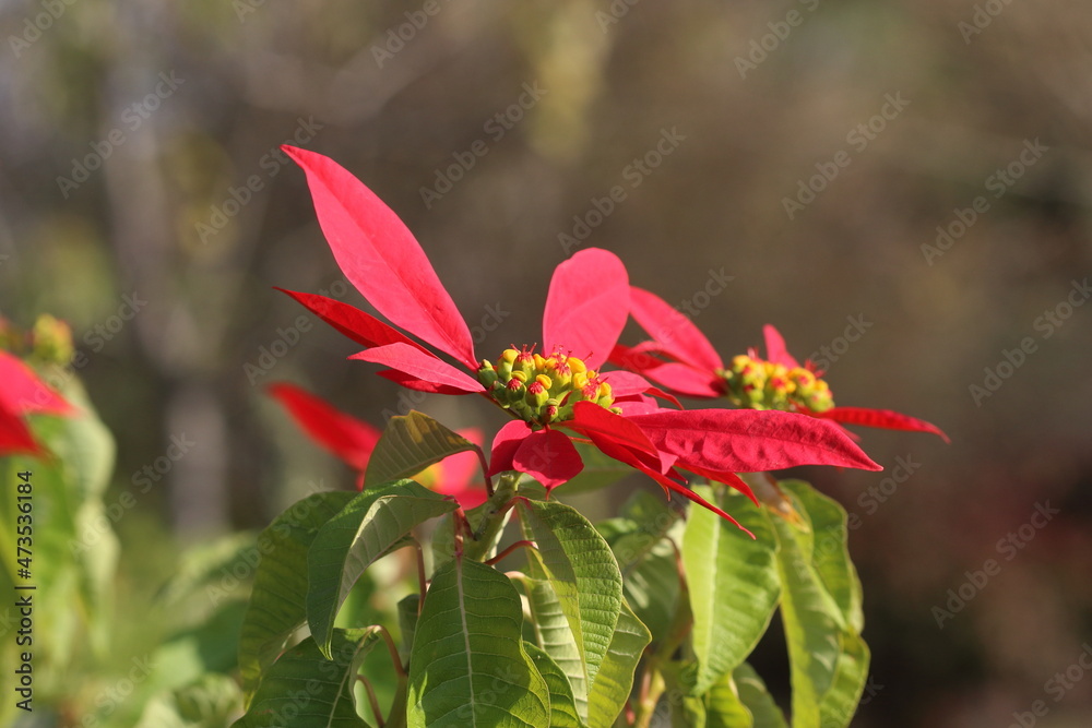 Euphorbia pulcherrima, or noche buena, is a species of flower ...