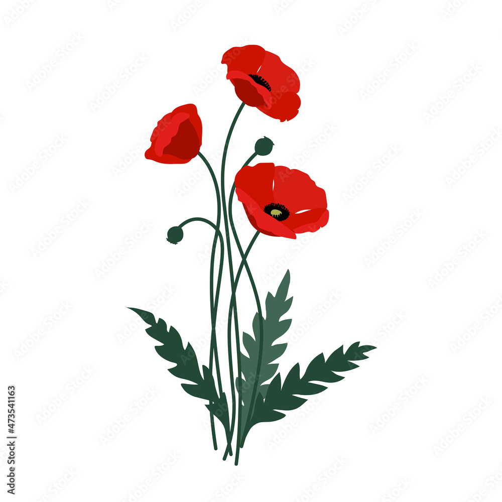 Decorative bouquet of red poppy flowers. Meadow herbal plant. Color ...
