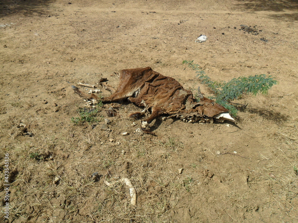 la secheresse ,un facteur de mort des animaux de tous types. Stock-Foto ...