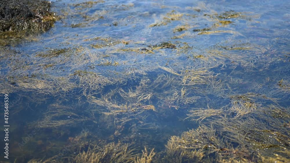 Swaying seaweed in tide pools along oceanfront of Wonderland Trail ...