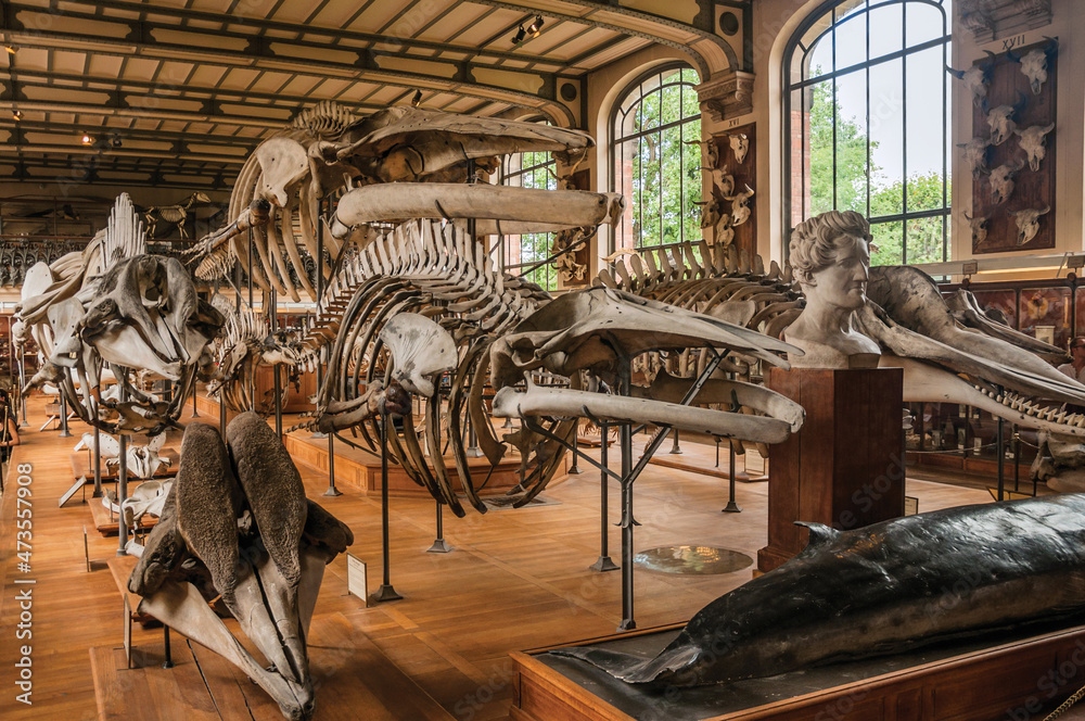 Paris, northern France - July 10, 2017. Skeletons of marine mammals at ...