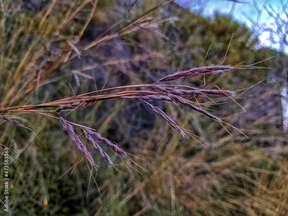 piante macchia mediteranea Stock Photo | Adobe Stock