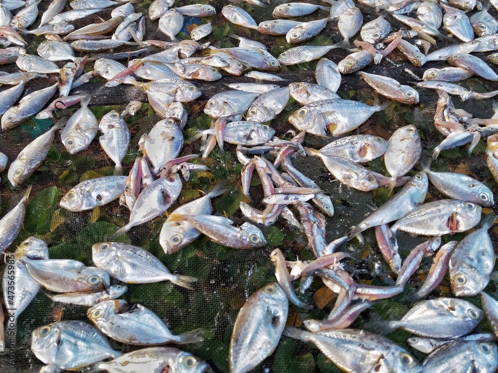 Daing or Salted sun dried fish, traditional method of preserving fish ...