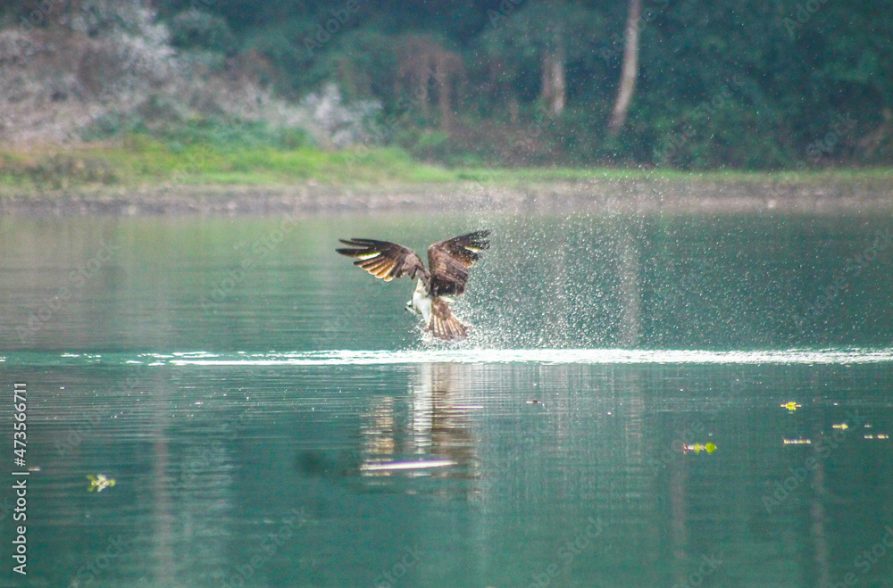 A hawk swooping and catching a fish in the water surface of Phewa Lake ...