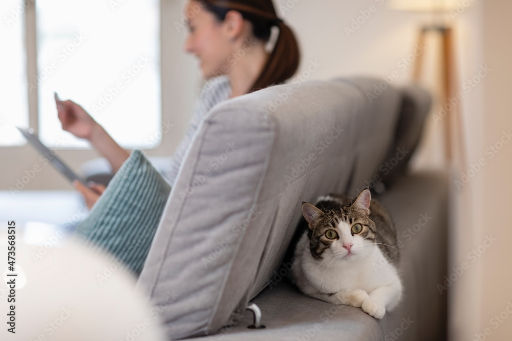 Tabby cat sitting on the back of sofa behind young woman relaxing at ...