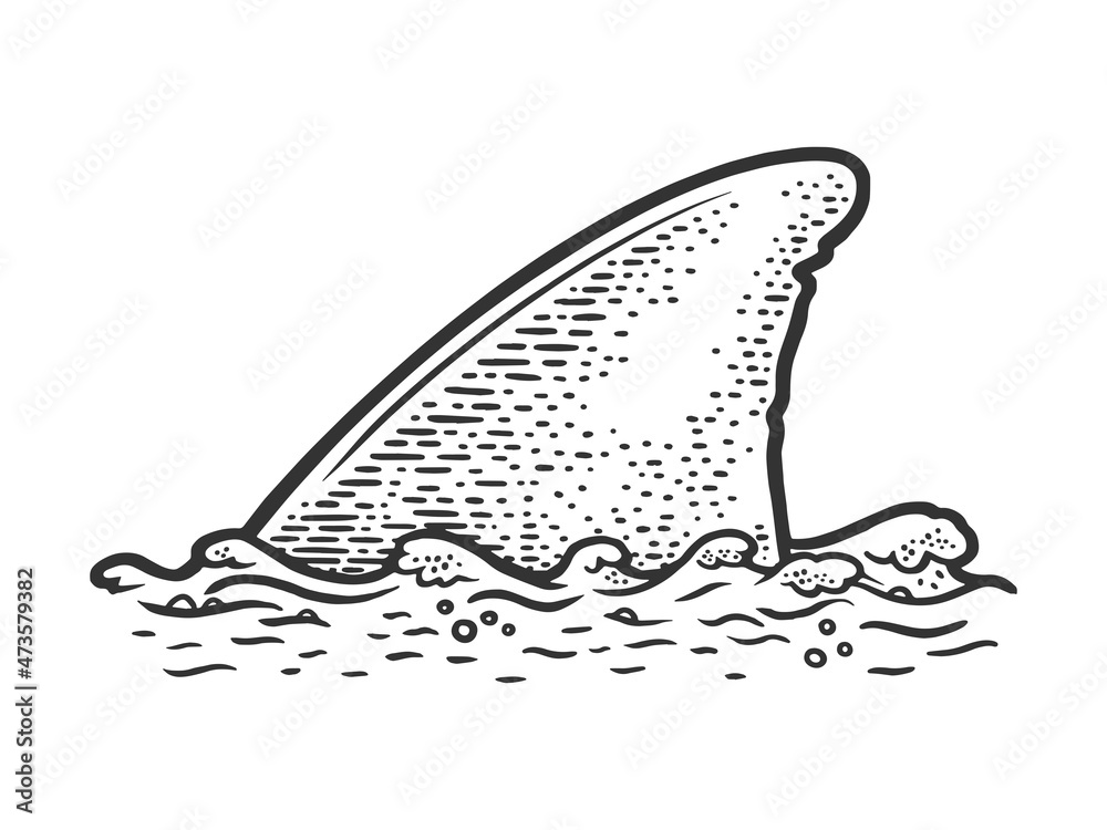 shark fin above water sketch engraving vector illustration. T-shirt ...