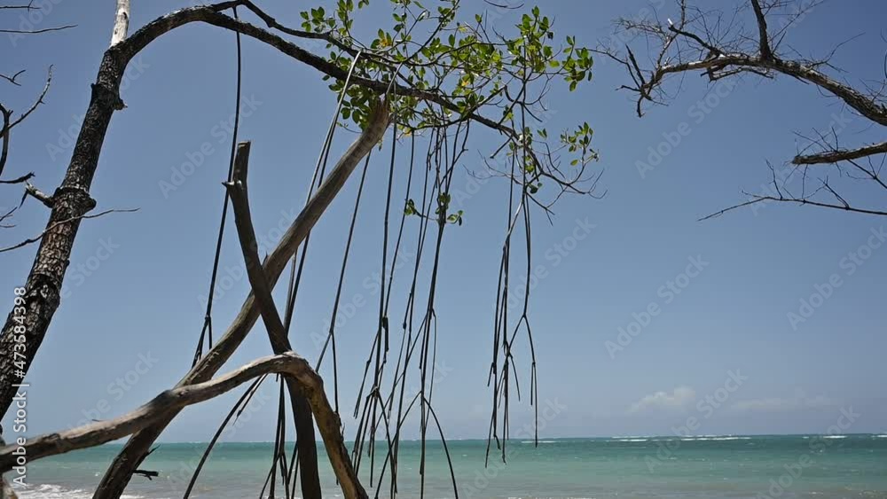 4K video shows tropical jungle. Mangrove thickets form the basis of the ...