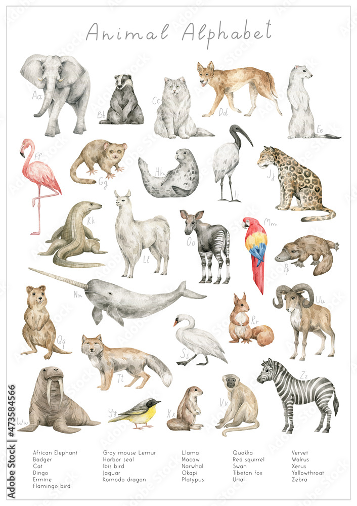 Watercolor animal alphabet. ABC poster for kids. English alphabet. Hand ...