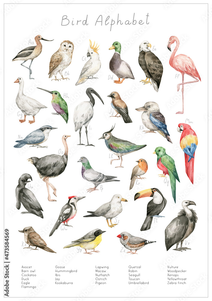 Watercolor birds alphabet. ABC poster for kids. English alphabet. Hand ...