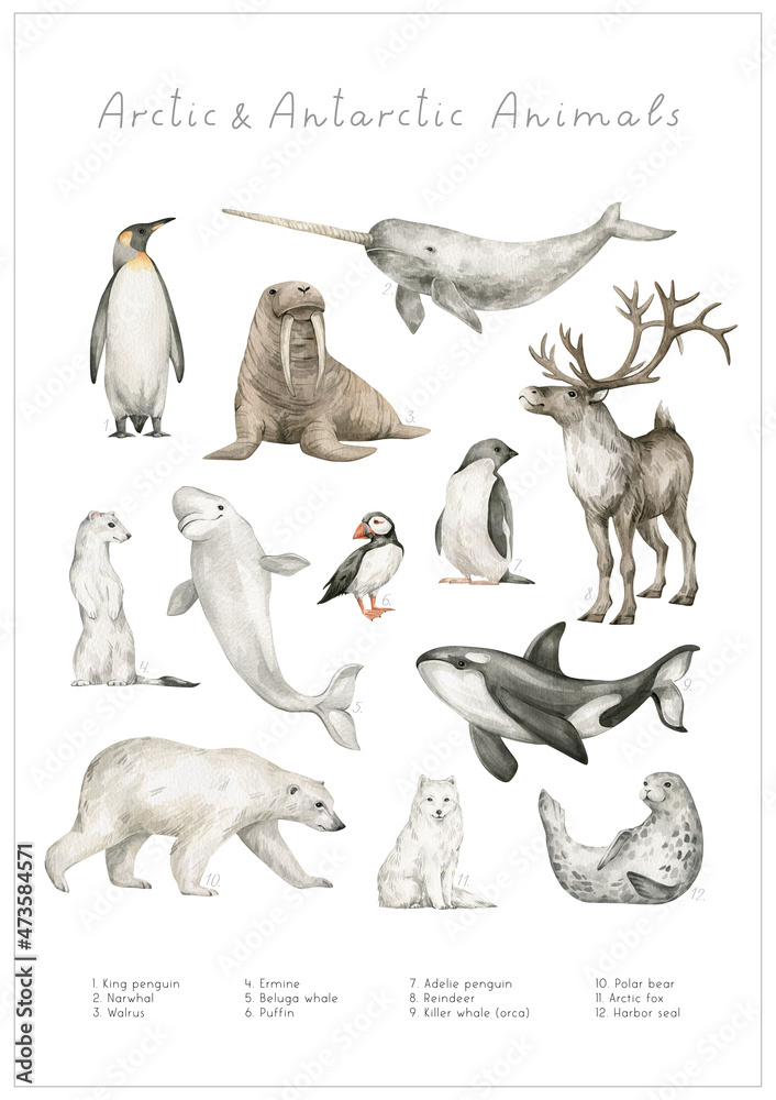 Watercolor Arctic and Antarctic animals. King penguin, narwhal, walrus ...