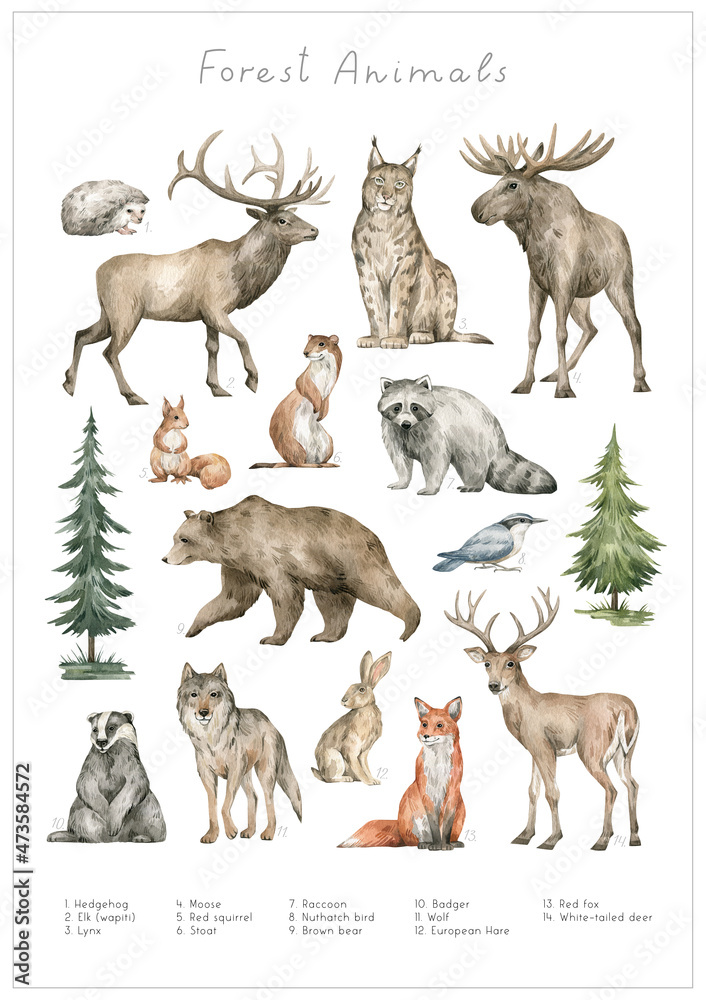 Watercolor wild forest animals. Elk, moose, hedgehog, lynx, hare, stoat ...