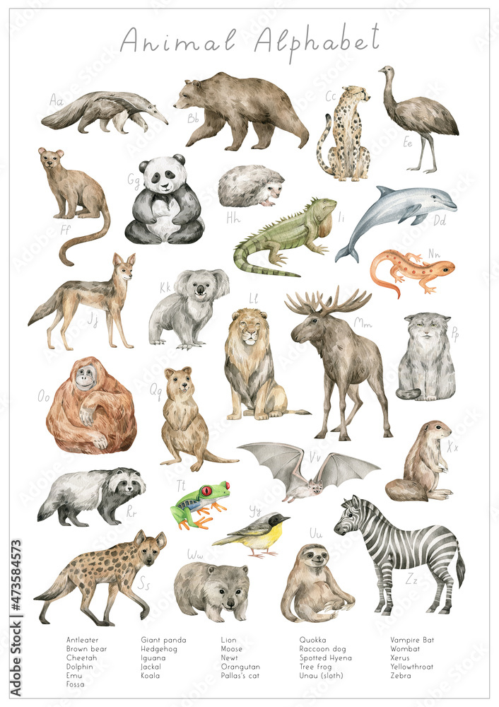 Watercolor animal alphabet. ABC poster for kids. English alphabet. Hand ...