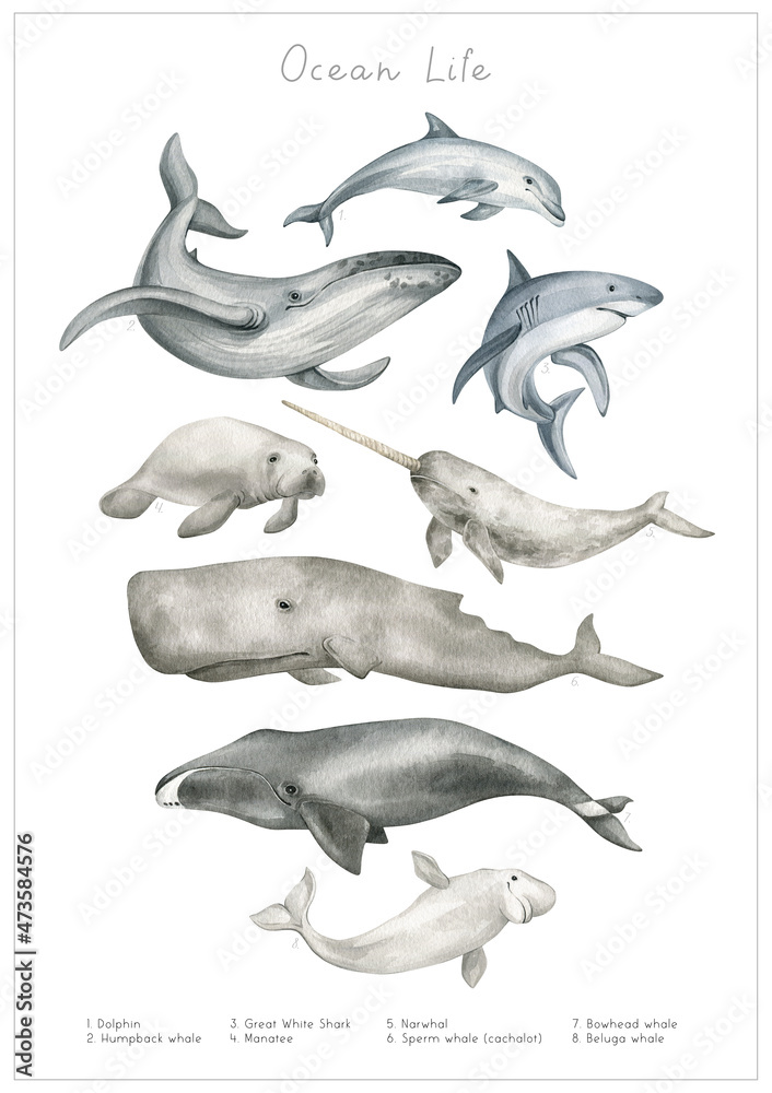 Watercolor poster with underwater animals. Hand-painted realistic Blue ...