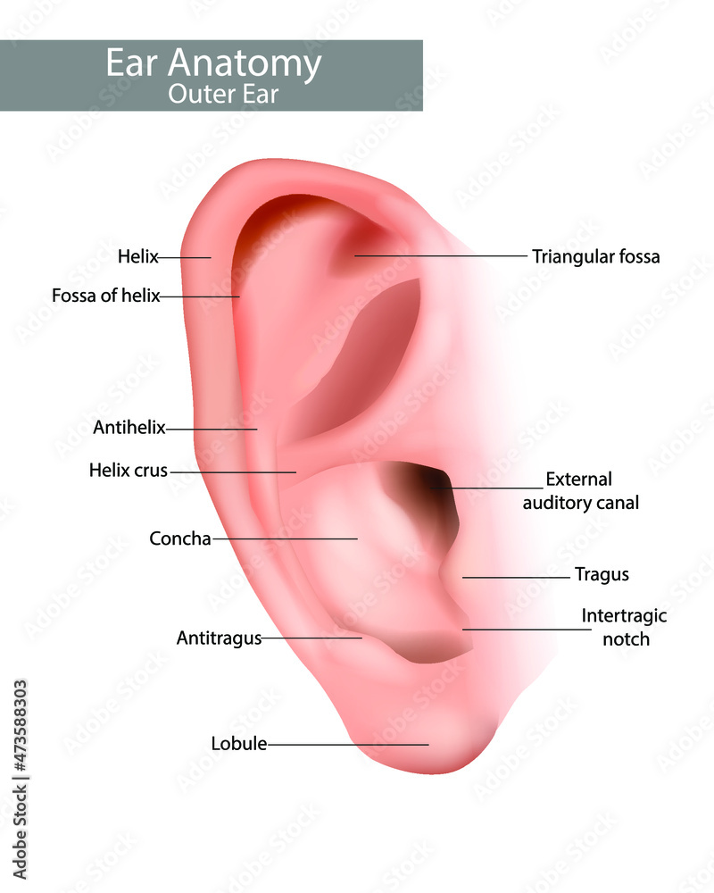 Outer ear is the auricle or pinna. Ear Anatomy. Realistic illustration of human ear Stock Vector ...