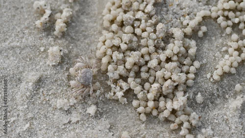 Burrow of ghost crab on sand beach. art architecture from nature live ...