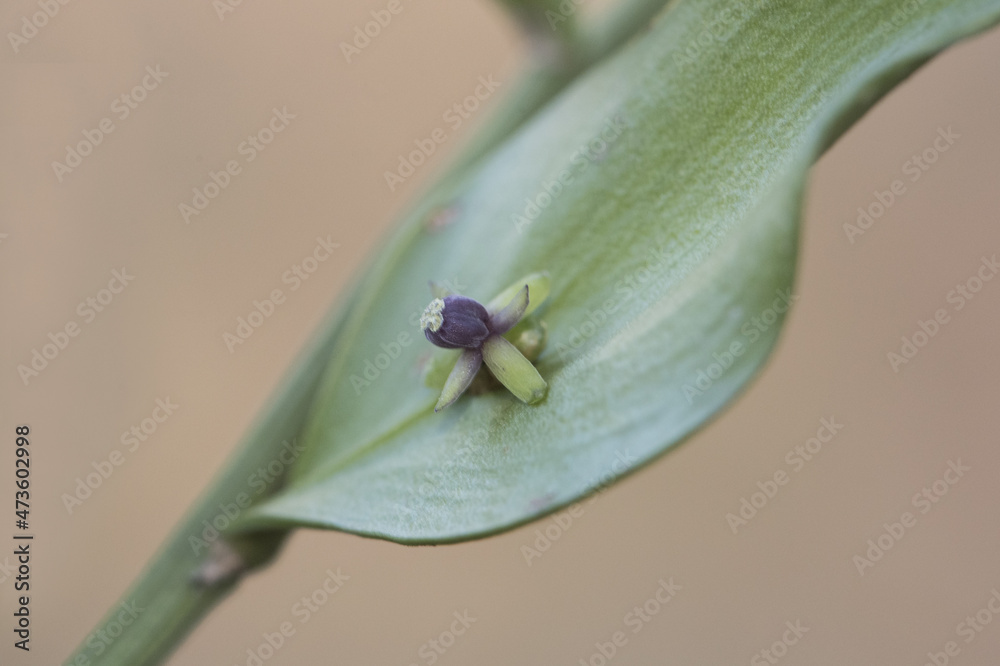 Ruscus aculeatus butcher's broom, knee holly or piaranthus small sharp ...