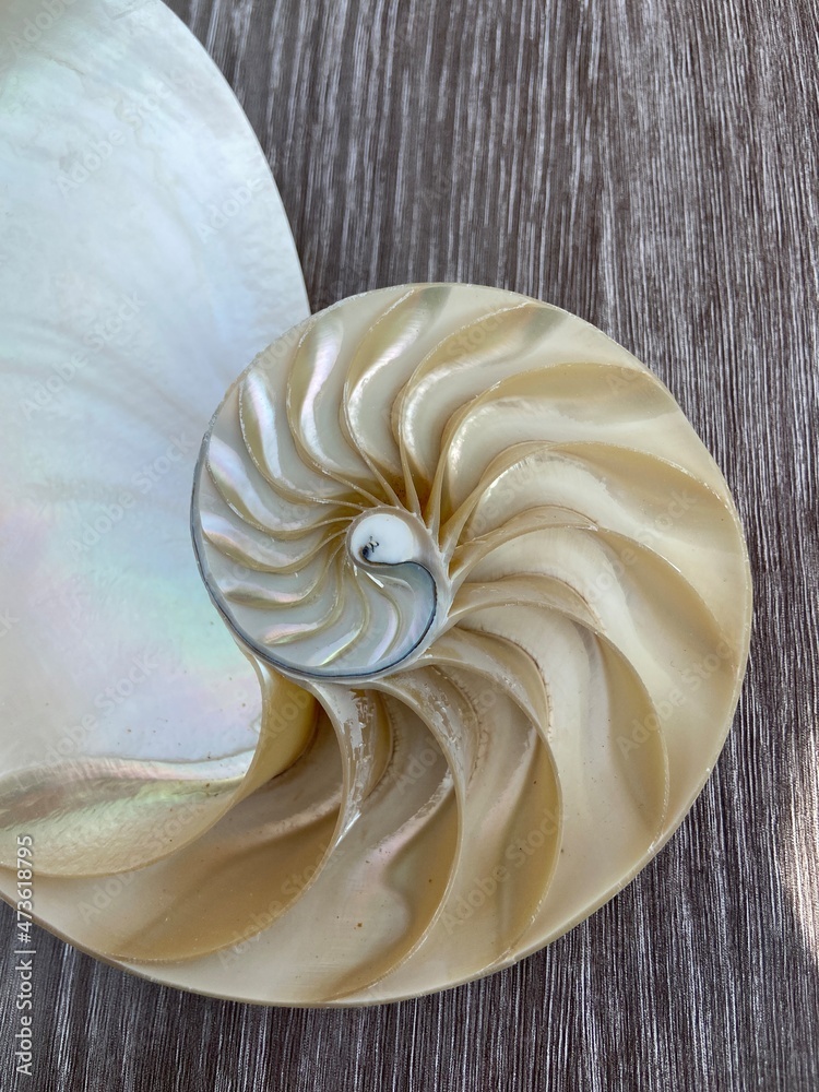 shell pearl nautilus Fibonacci section spiral pearl symmetry half cross ...