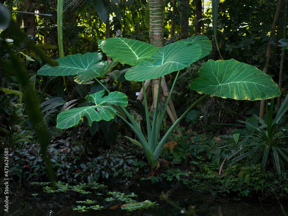 tropical plants in the jungle Stock Photo | Adobe Stock