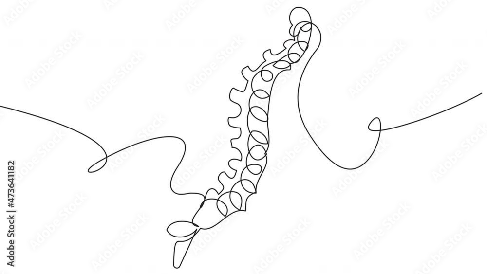 Self-drawing of the spine. Simple animation with a human skeleton in ...