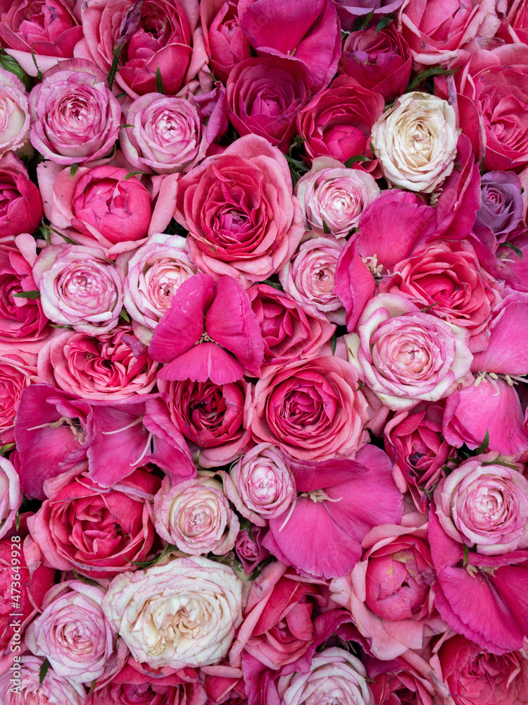 Rose Background Stock Photo | Adobe Stock