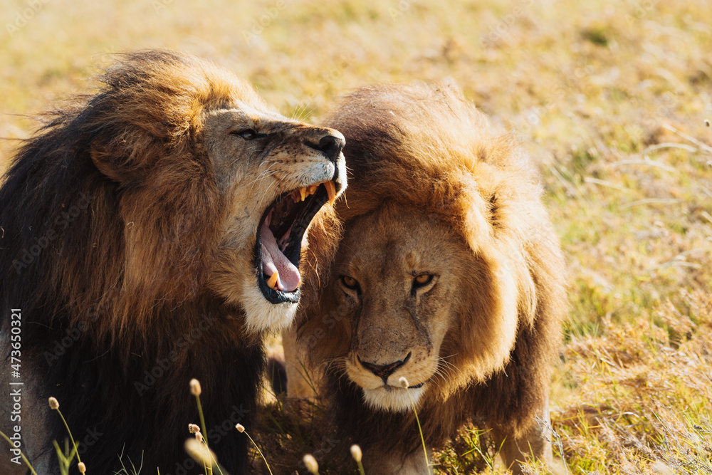 Male lion growing Stock Photo | Adobe Stock