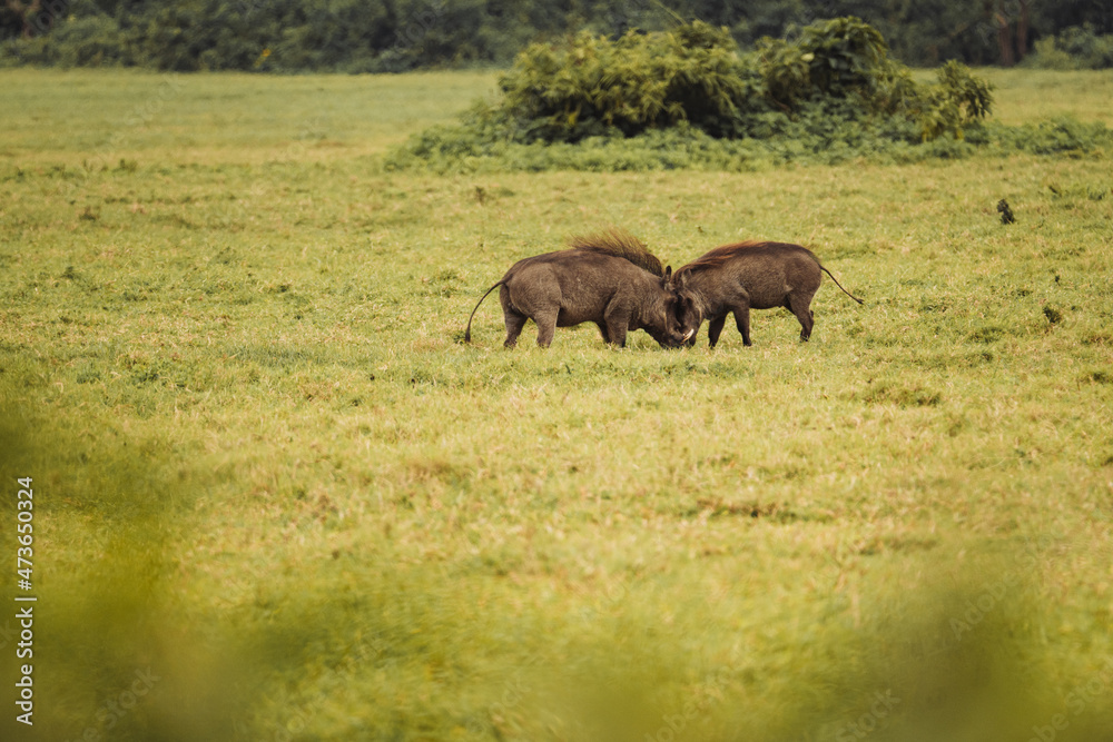 Warthog attacks each others Stock Photo | Adobe Stock