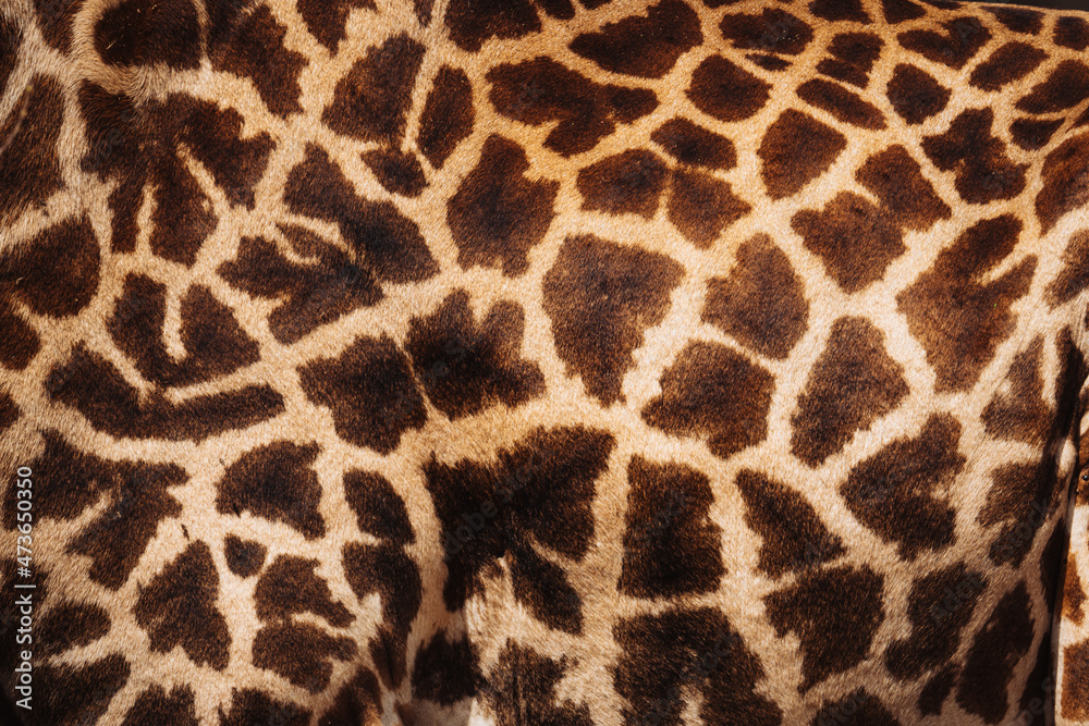 Giraffe skin print. Stock Photo | Adobe Stock