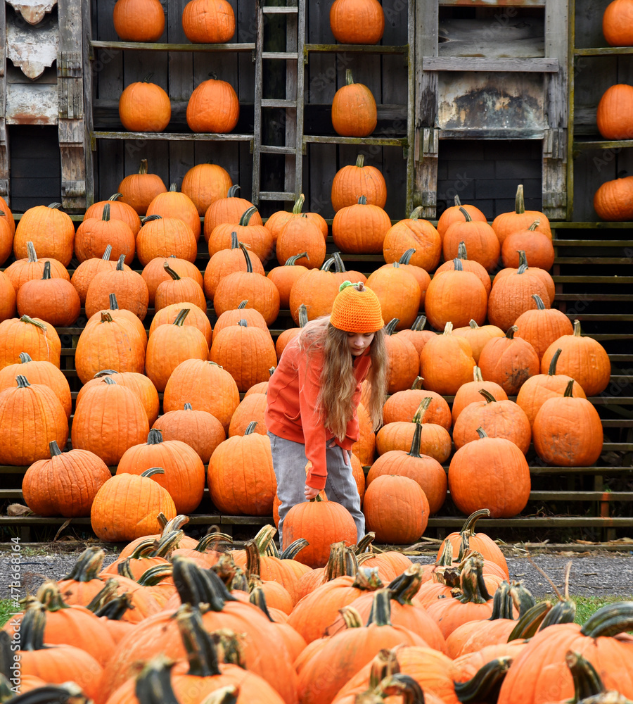 Child Choosing Pumpkin Stock Photo | Adobe Stock