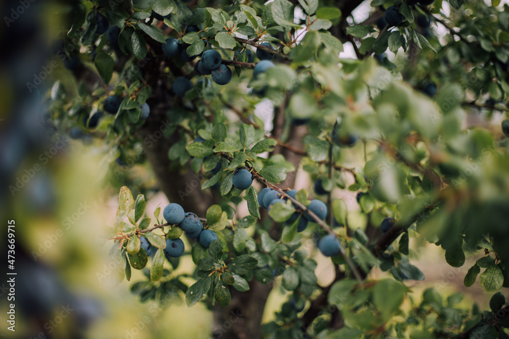 Damson Tree Stock Photo | Adobe Stock