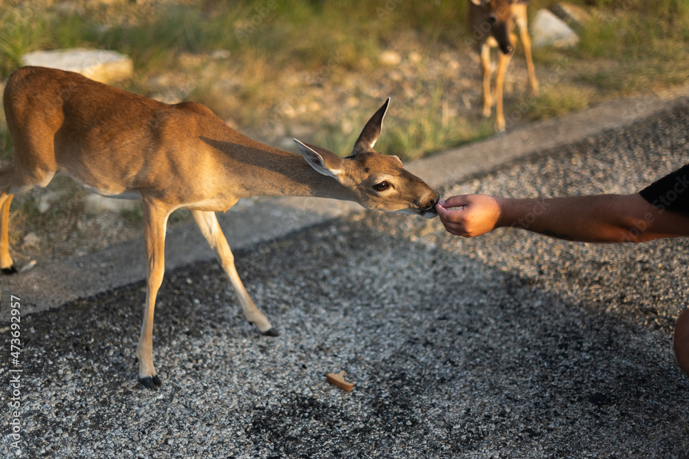 Feeding deer Stock Photo | Adobe Stock