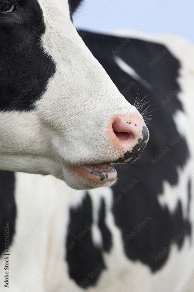 Cow close-up Stock Photo | Adobe Stock