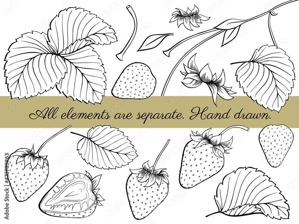 Set of fresh strawberry. Collection of ripe berry, leaves, leaf, plant ...